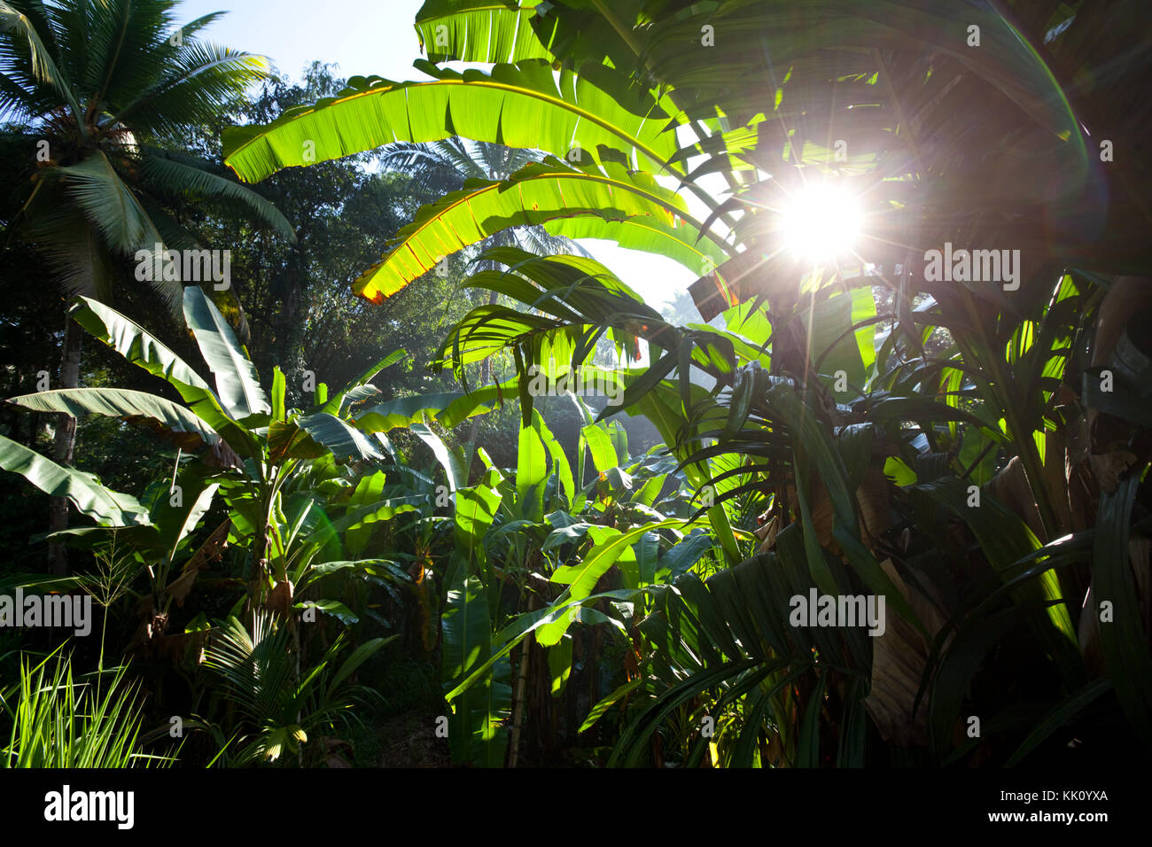 jungle in Vietnam Stock Photo - Alamy