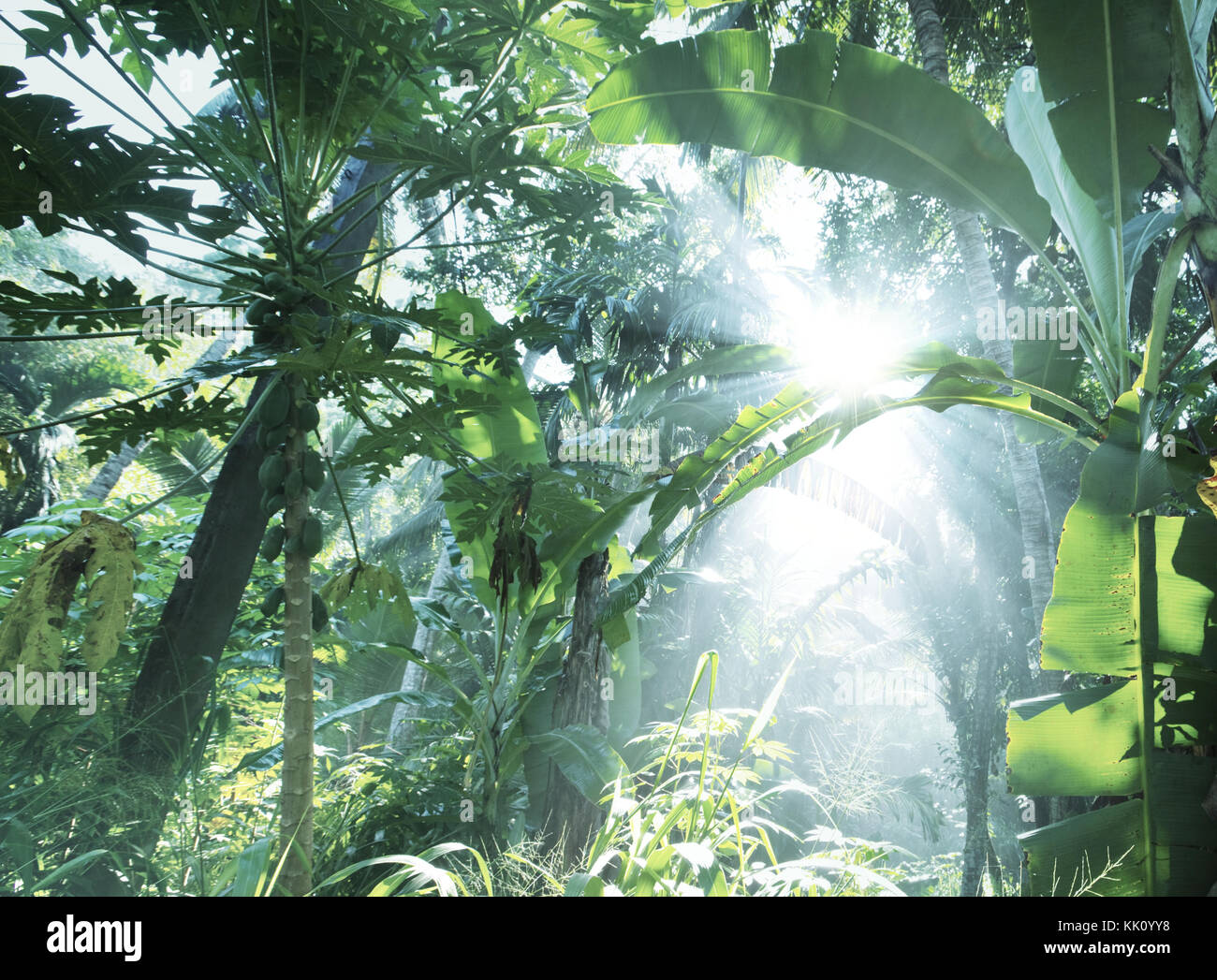 jungle in Vietnam Stock Photo - Alamy
