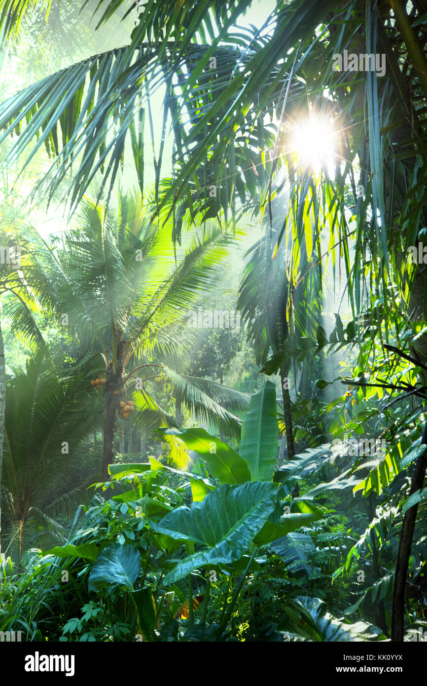 jungle in Vietnam Stock Photo - Alamy