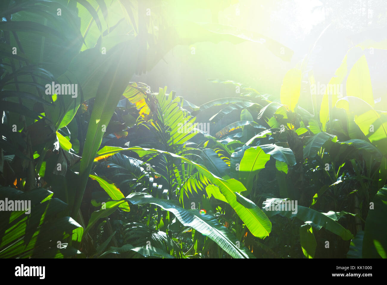 jungle in Vietnam Stock Photo - Alamy