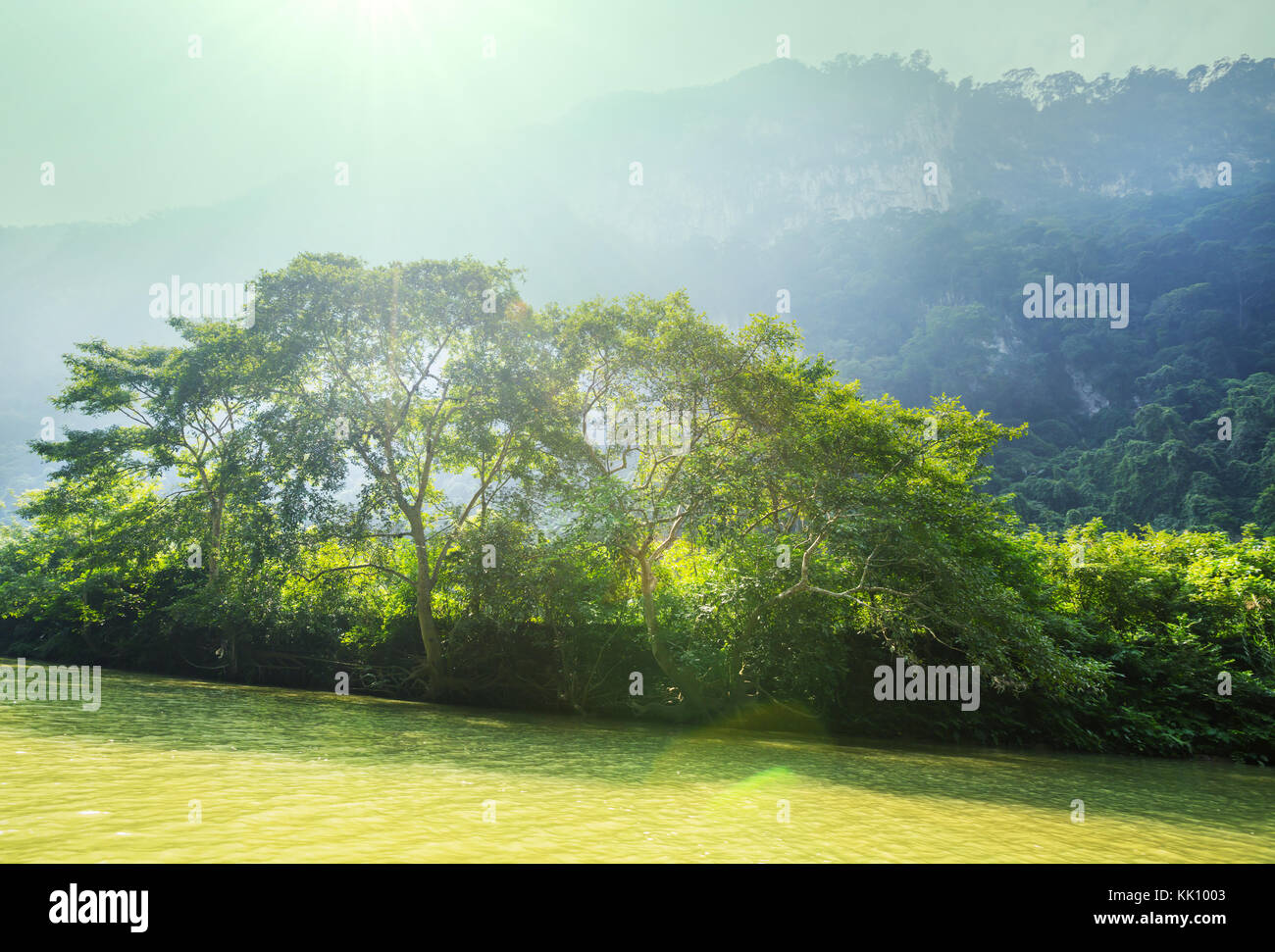 jungle in Vietnam Stock Photo - Alamy
