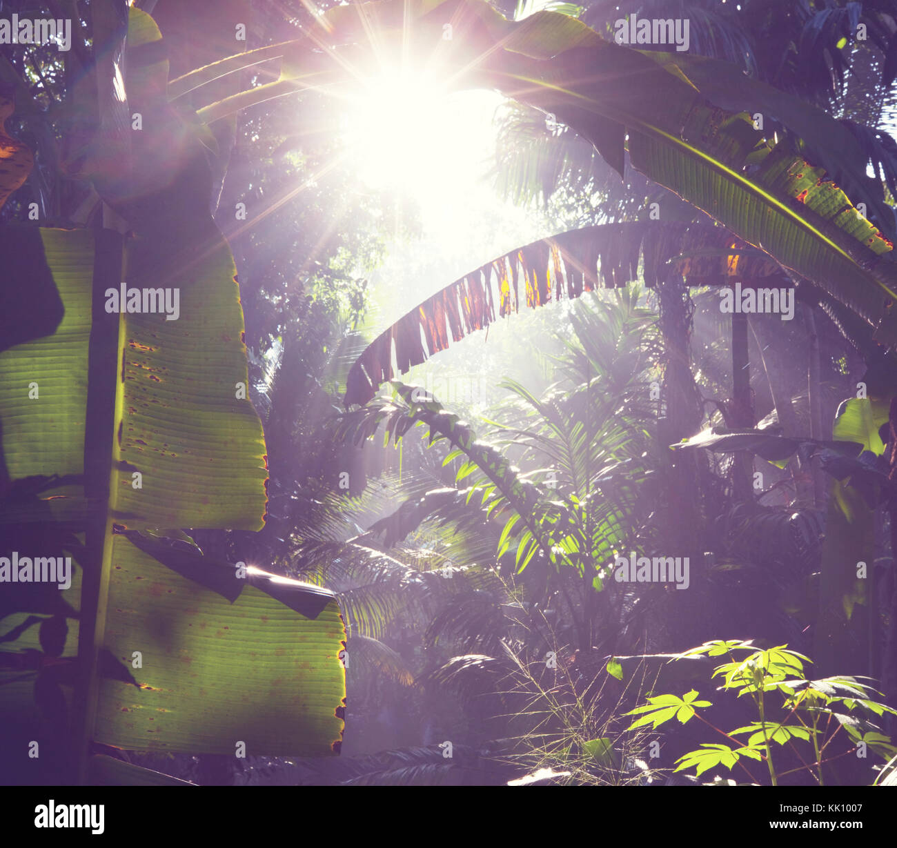 jungle in Vietnam Stock Photo - Alamy