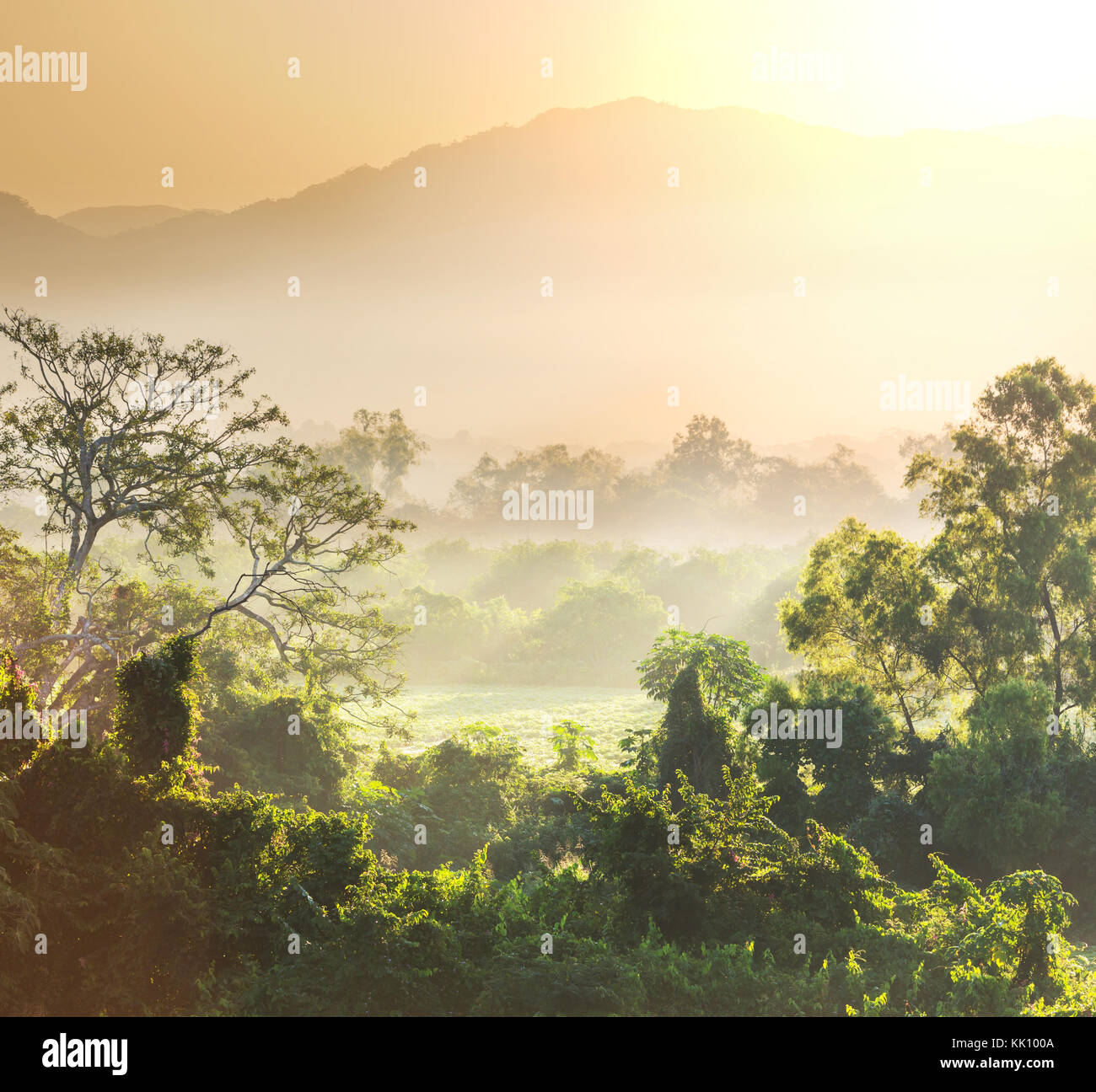 jungle in Vietnam Stock Photo - Alamy
