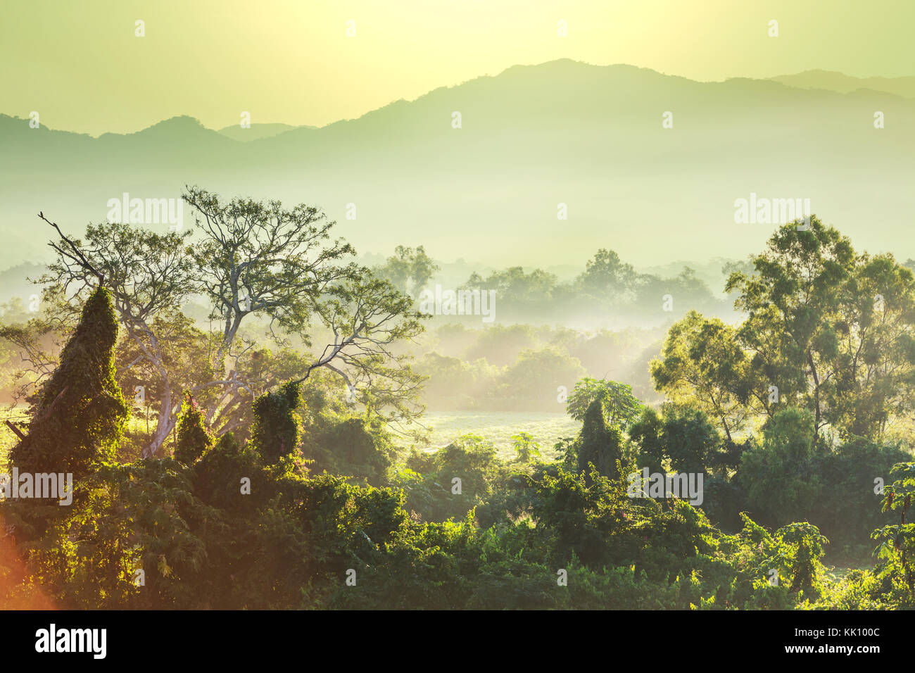 jungle in Vietnam Stock Photo - Alamy