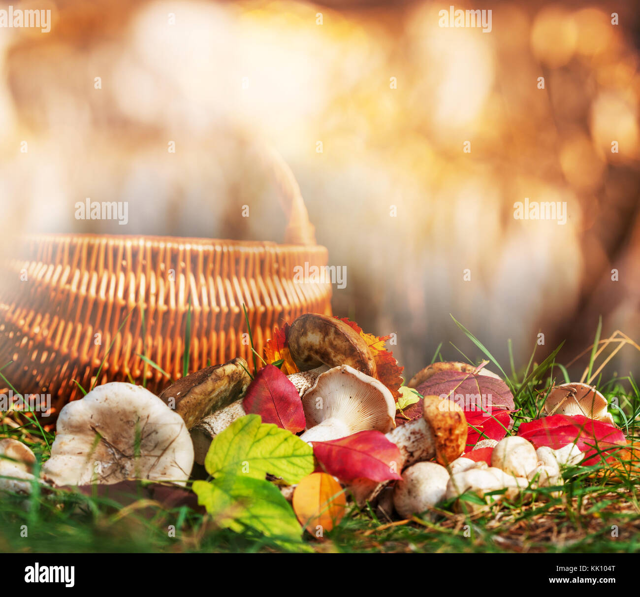 mushrooms in fall season Stock Photo - Alamy