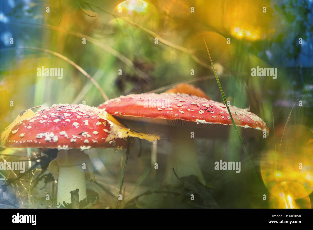 Colorful mushrooms in the woods in fall season Stock Photo - Alamy