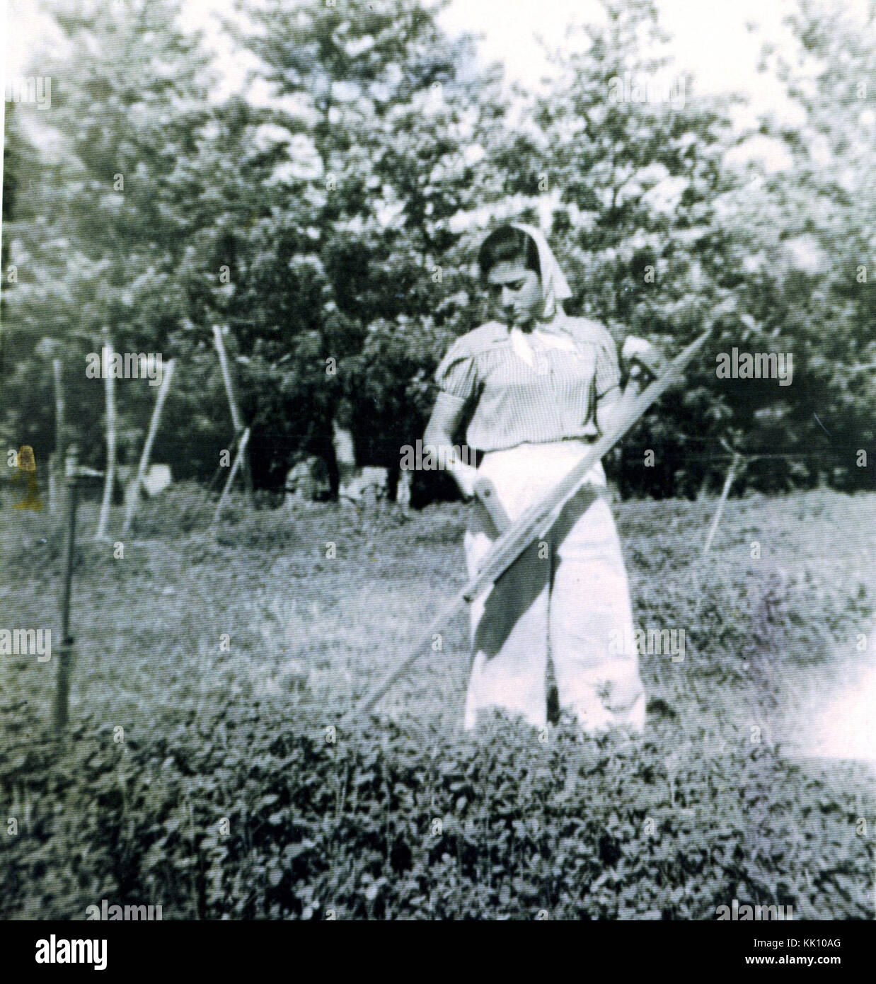 Israeli crops hi-res stock photography and images - Alamy