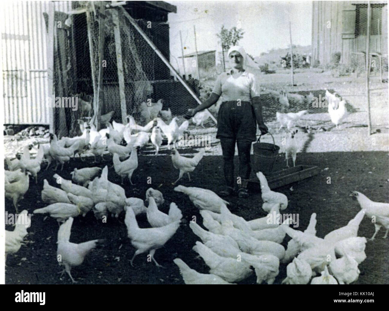 Israel 11959 Feeding the chickens in the yard Stock Photo - Alamy
