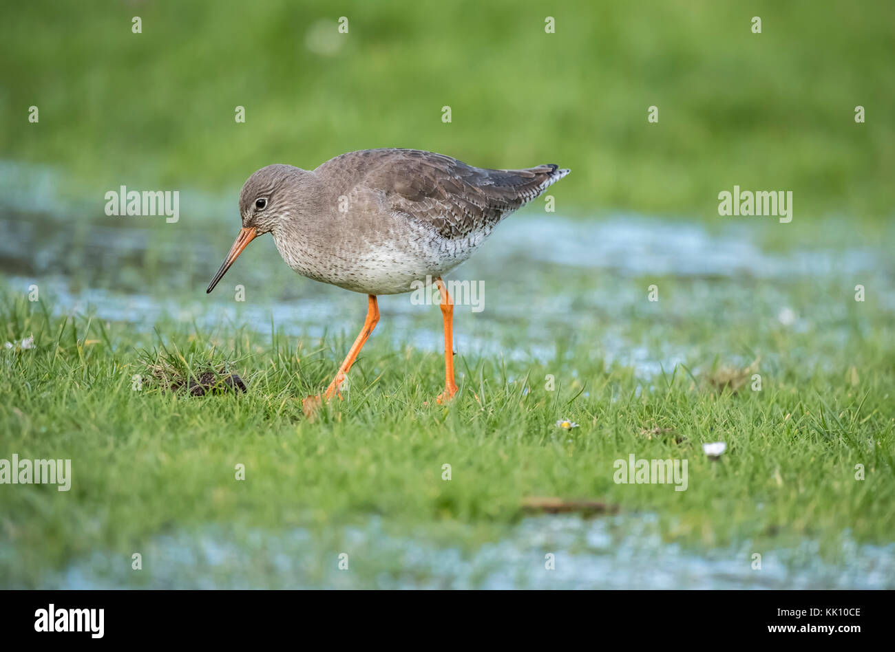 Redshank foraging for food in the winter in a frozen flooded field ...