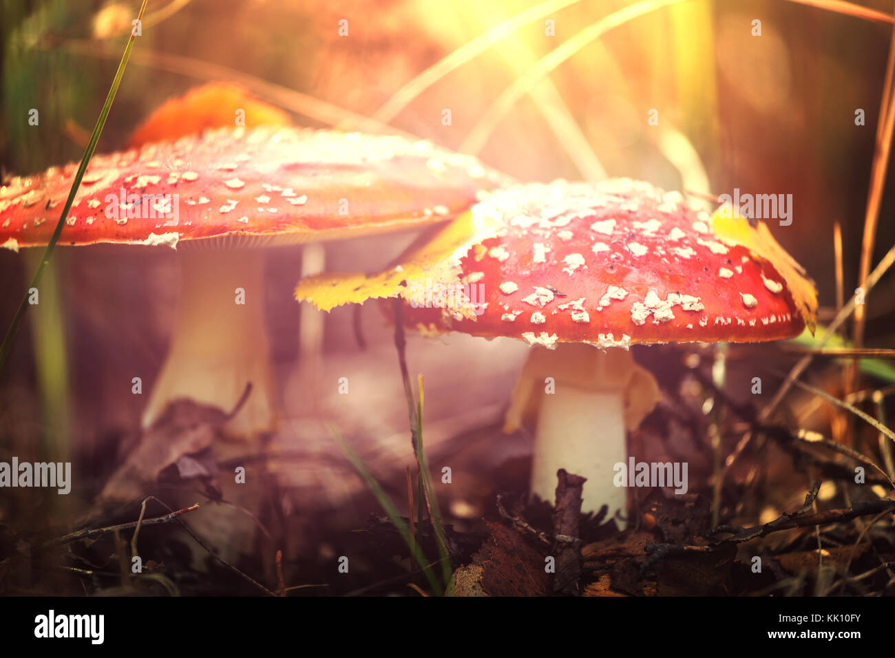 Mushrooms in Fall season Stock Photo - Alamy