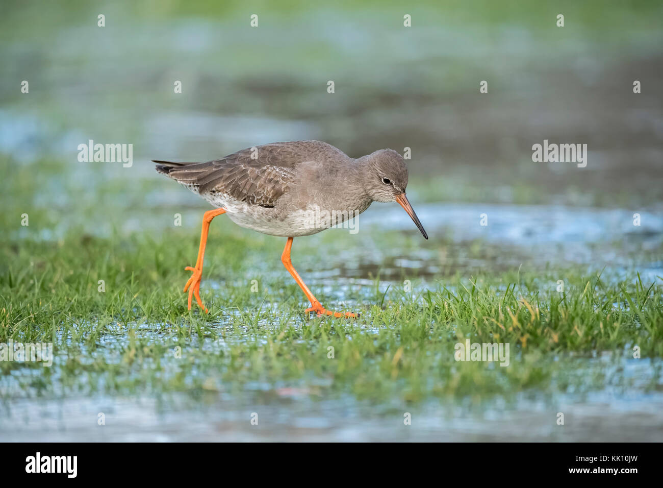 Redshank foraging for food in the winter in a frozen flooded field ...