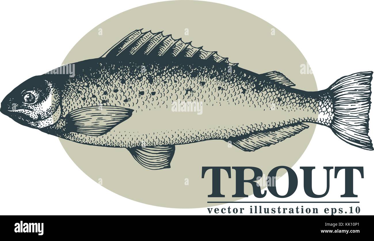 Hand drawn sketch seafood vector vintage illustration of trout fish ...