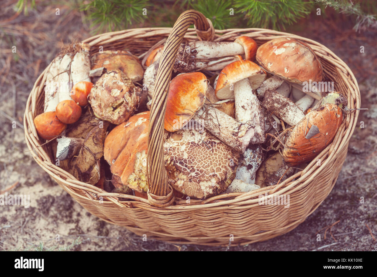 Mushrooms in Fall season Stock Photo - Alamy