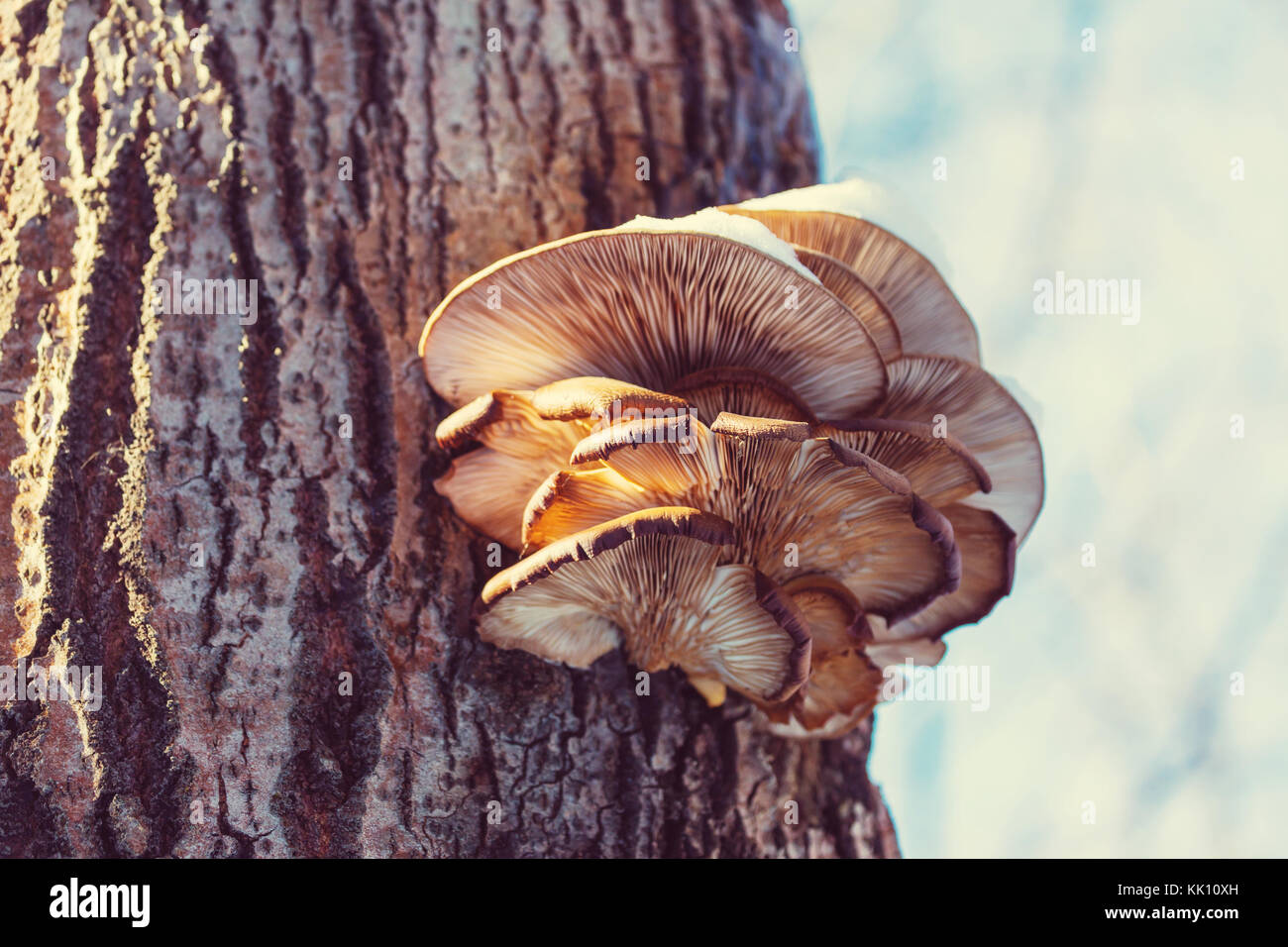 Mushrooms in Fall season Stock Photo - Alamy
