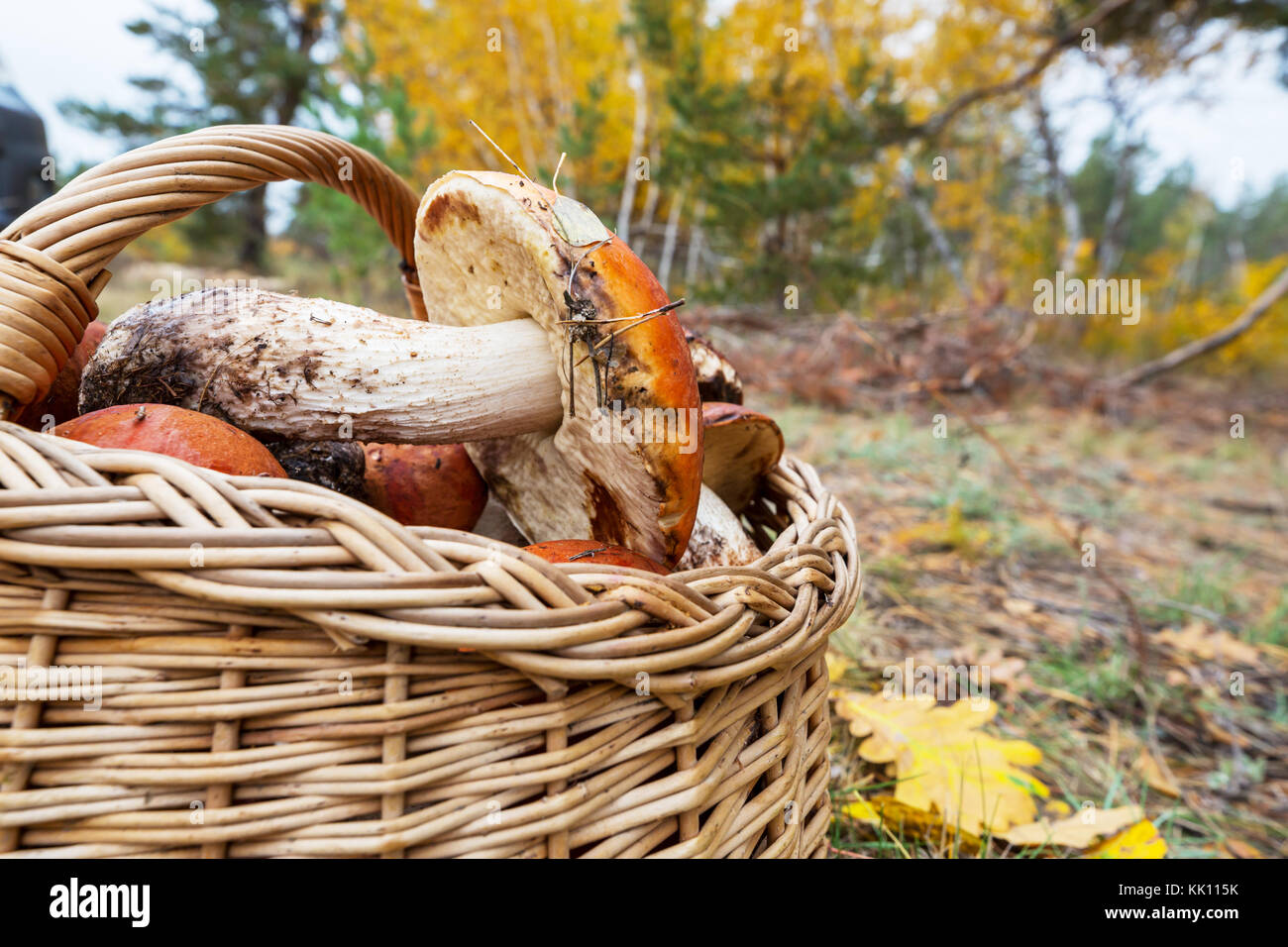 Mushrooms in Fall season Stock Photo - Alamy