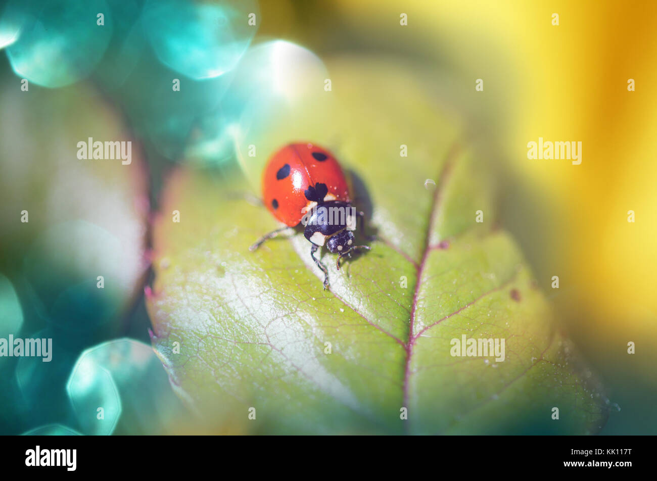 Ladybug in grass Stock Photo - Alamy
