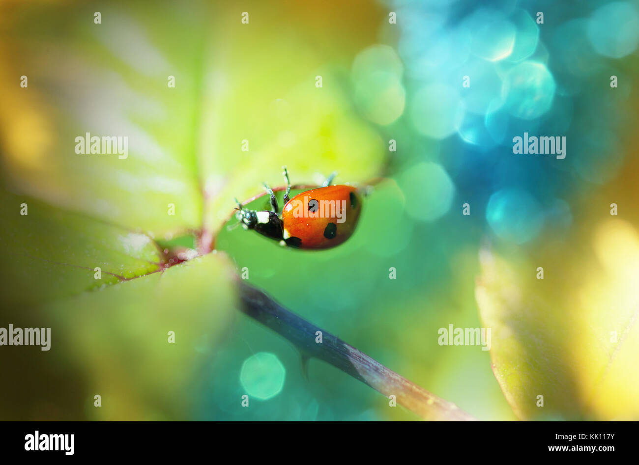 Ladybug in grass close up Stock Photo - Alamy