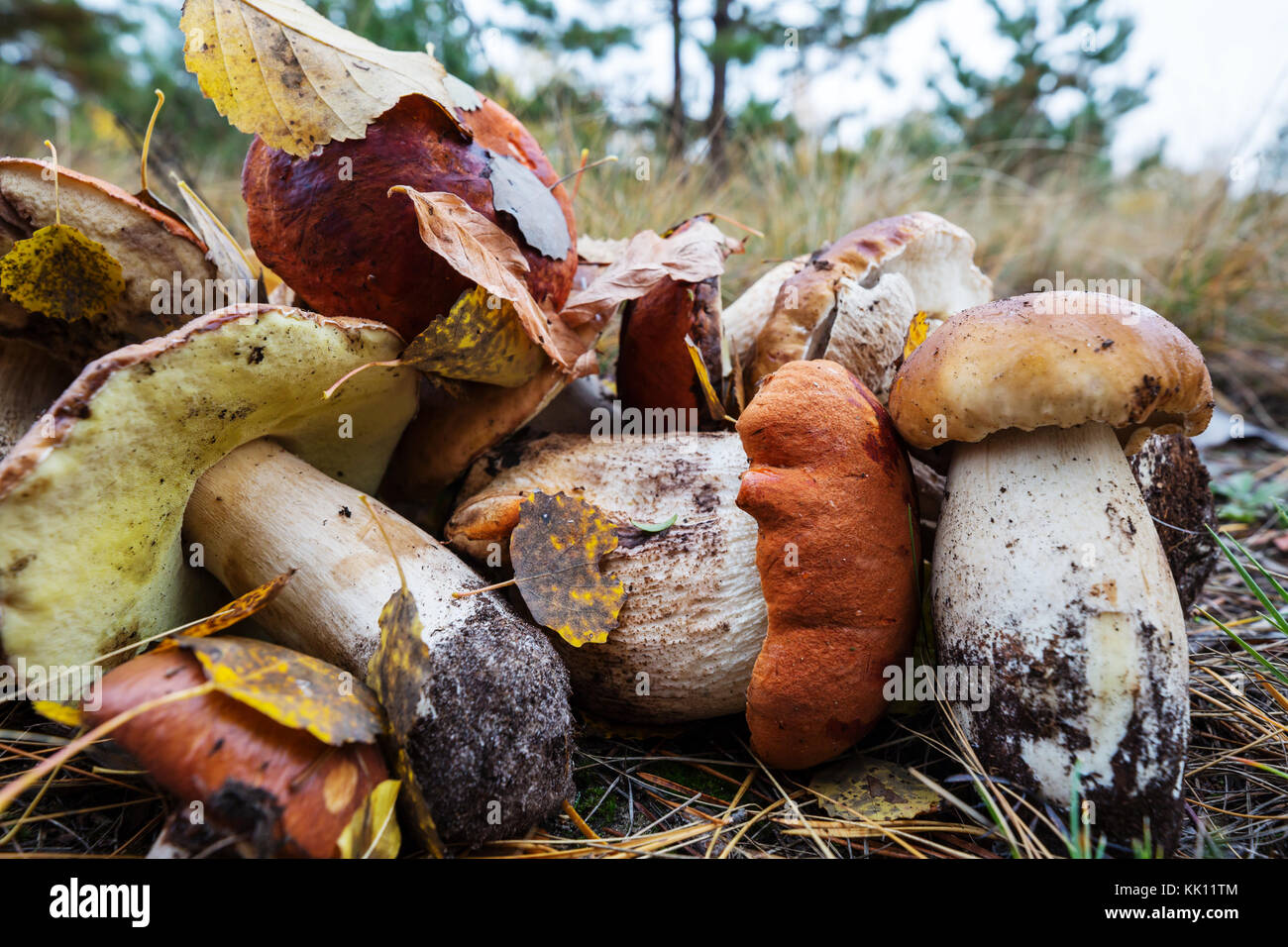 Mushrooms in Fall season Stock Photo - Alamy