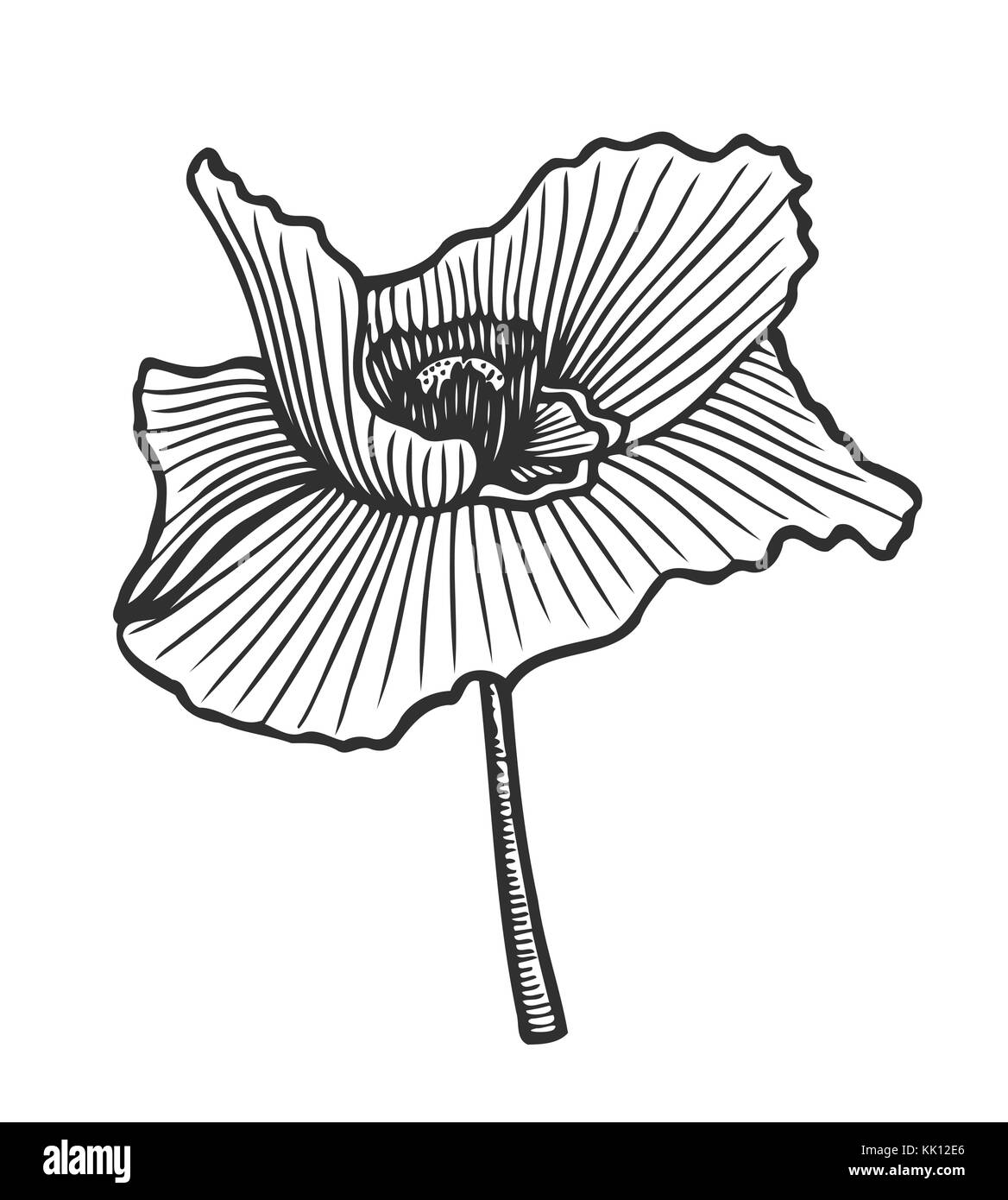 Hand drawn Poppy, flower floral engraving vector illustration. Black ...