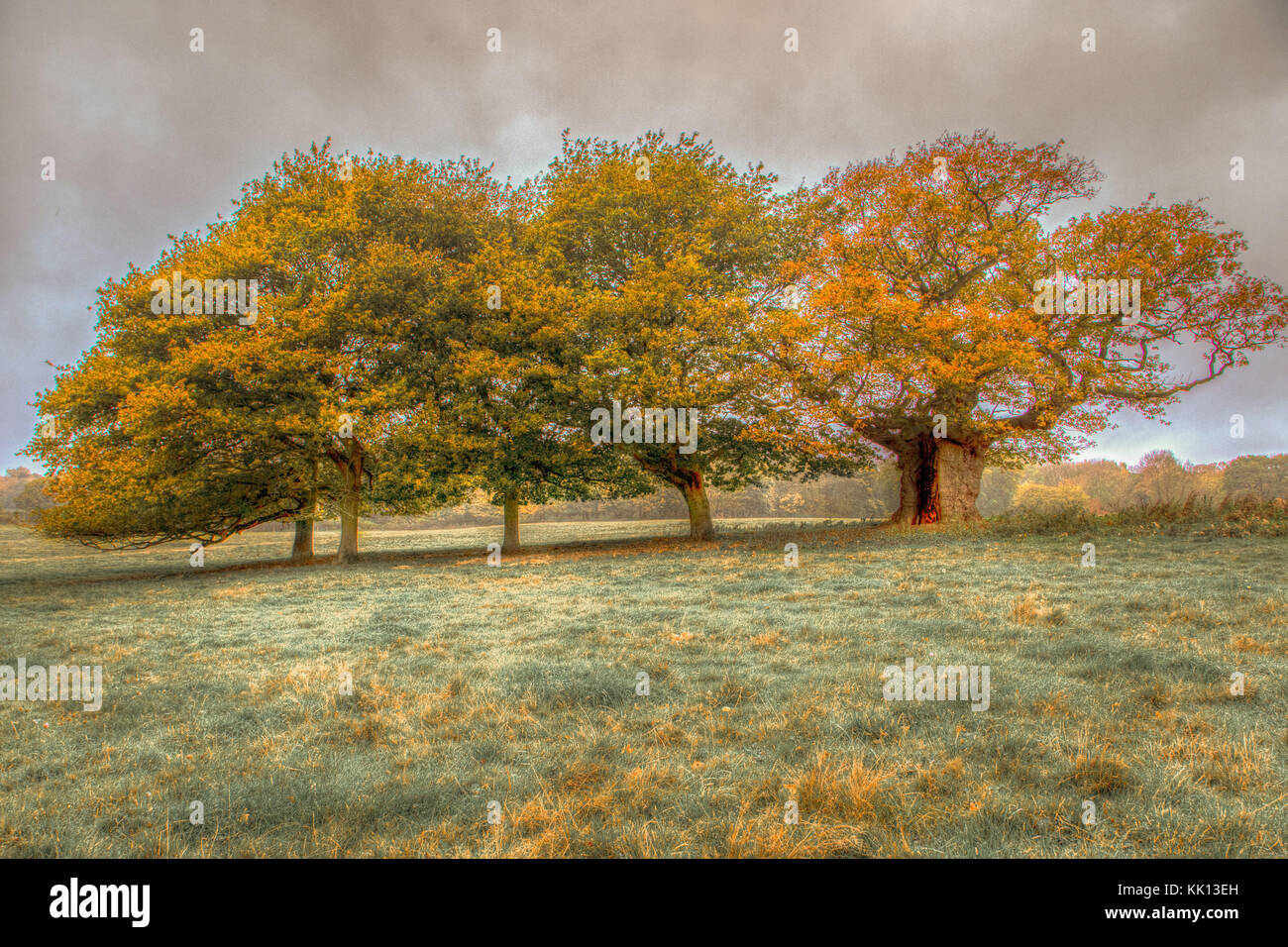 Autumnal pictures from Cobham Hall in Kent, England Featuring: trees ...