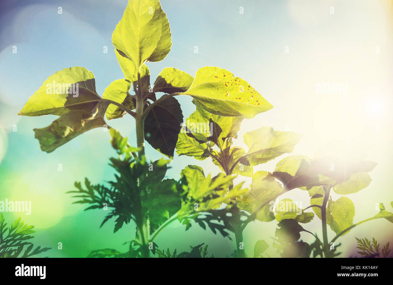 Summer background with tree leaves Stock Photo - Alamy