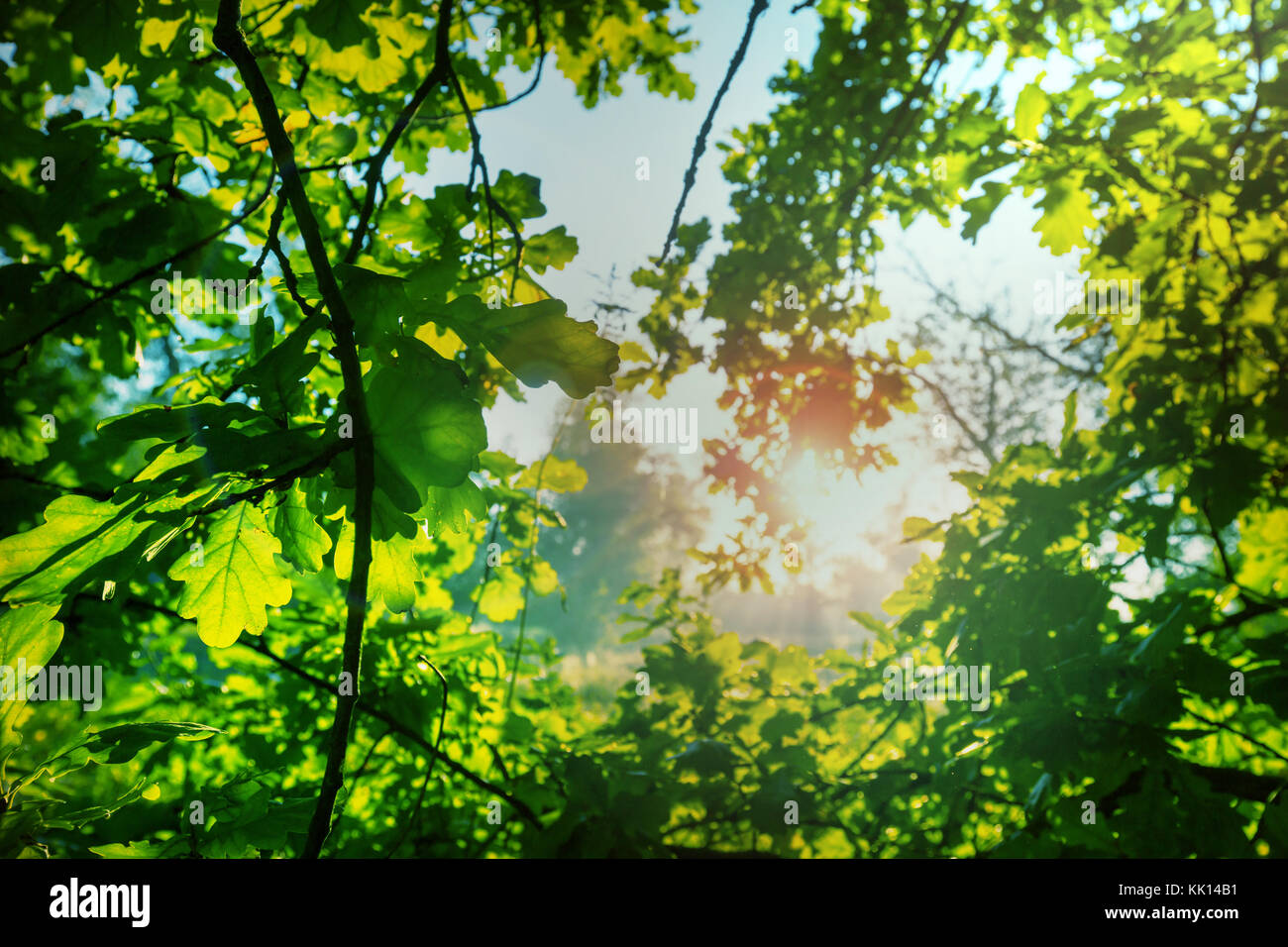 Summer background with tree leaves Stock Photo - Alamy