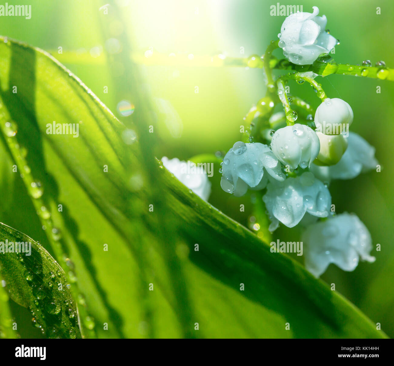 Lilly of the valley Stock Photo - Alamy