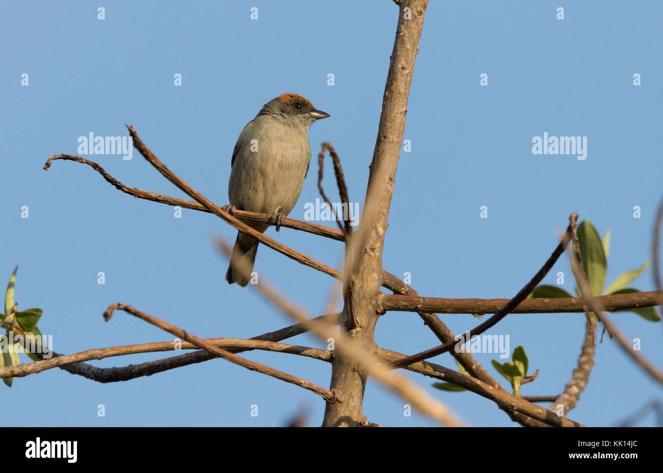 Scrub Tanager, ( Tangara vitriolina ), northern highlands, Ecuador ...
