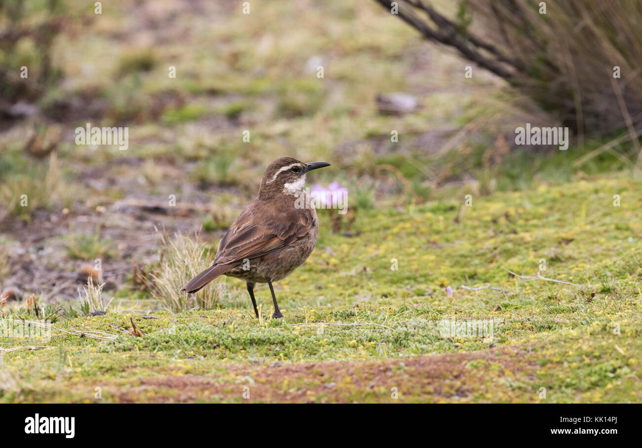 South american birds hi-res stock photography and images - Alamy