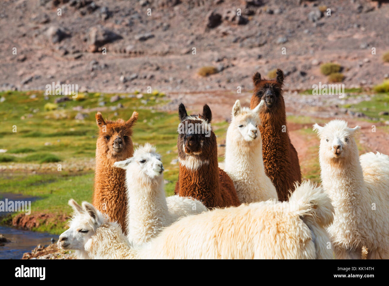 Llama in Argentina Stock Photo - Alamy