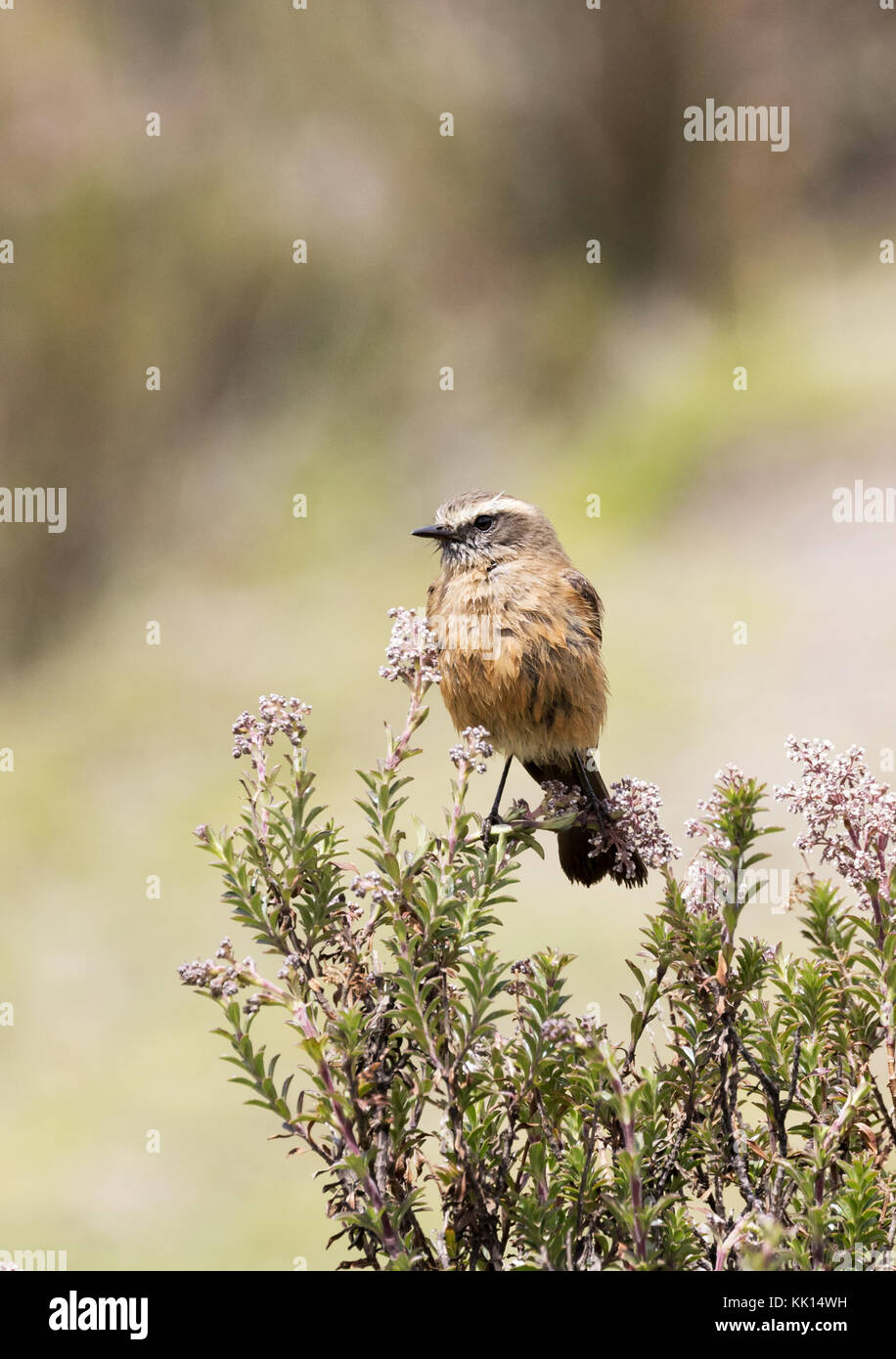 A Brown-Backed Chat-Tyrant bird, ( Ochthoeca fumicolor ), perched on ...
