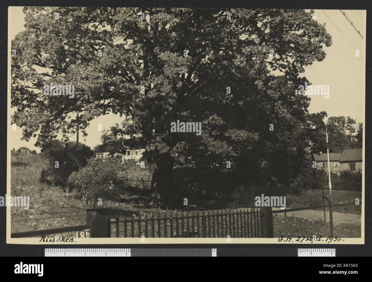This image, captured in 1936, documents the giant oak tree ('Stor eik ...