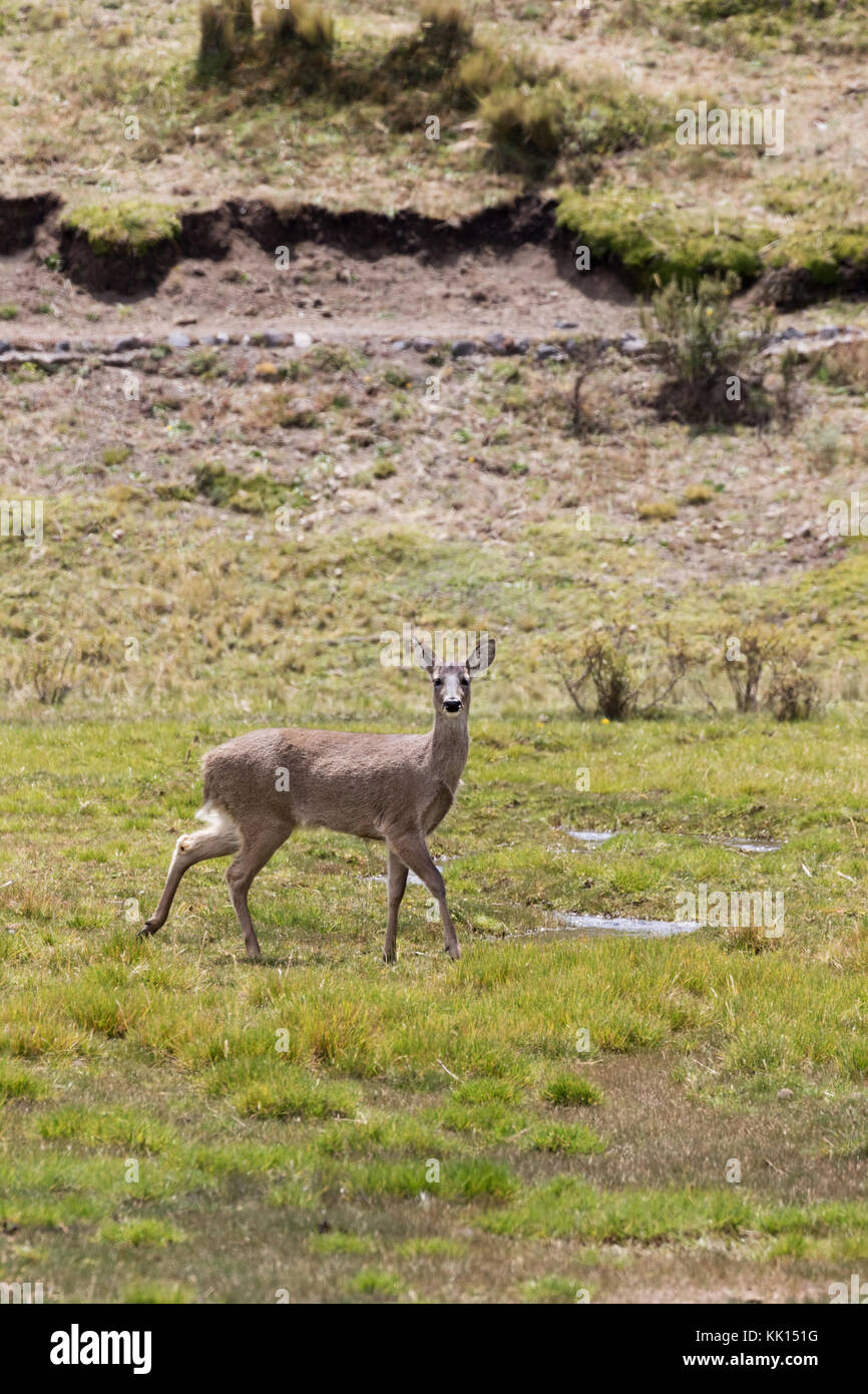 White Tailed Deer ( Odocoileus virginianus ), Cotopaxi National Park ...