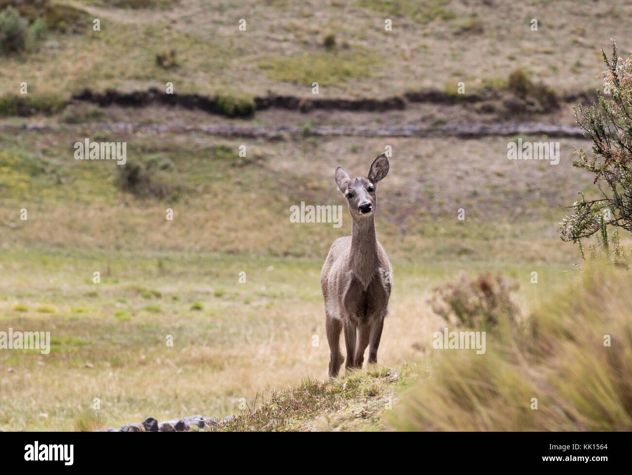 White Tailed Deer ( Odocoileus virginianus ), Cotopaxi National Park ...