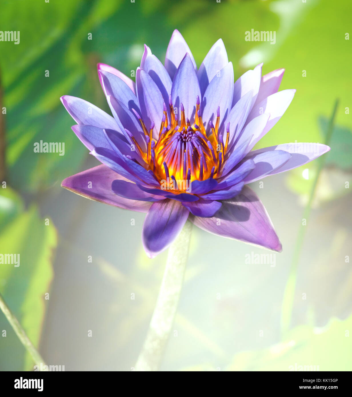 lotus on abstract background Stock Photo - Alamy