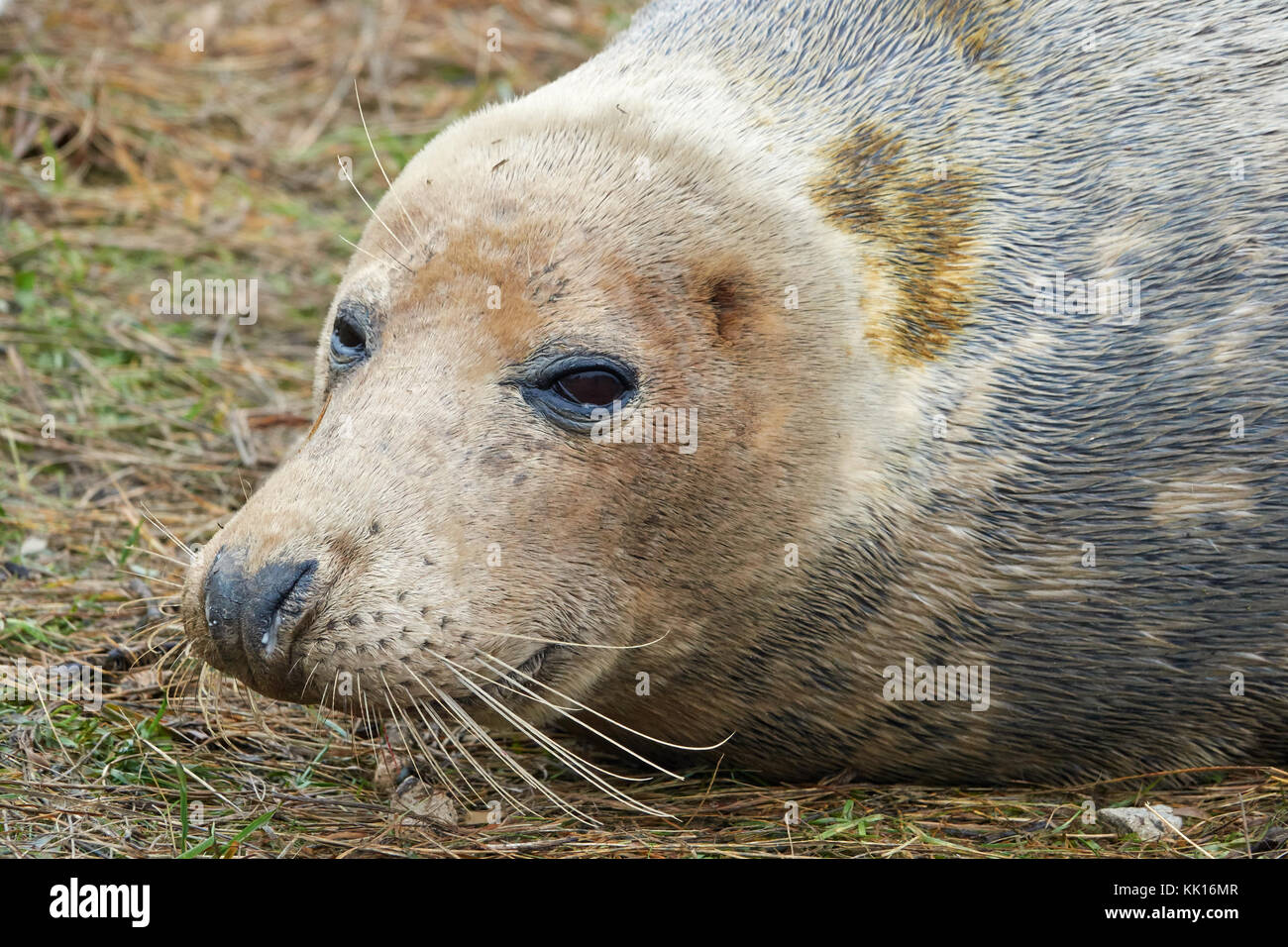 female grey seal headshot Stock Photo - Alamy
