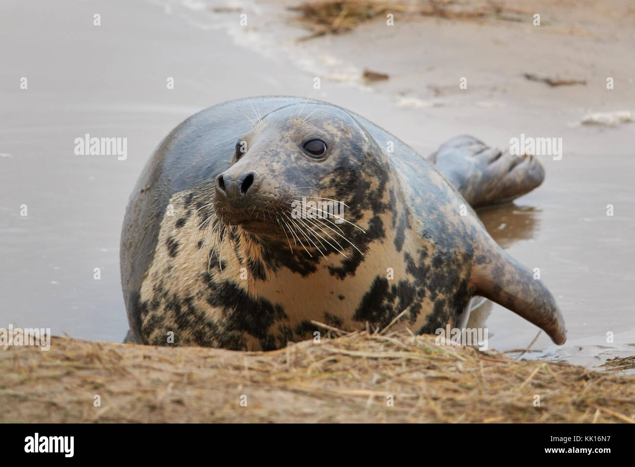 female adult grey seal Stock Photo - Alamy