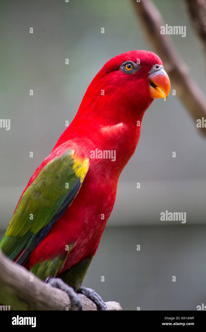 Parrot malaysia hi-res stock photography and images - Alamy