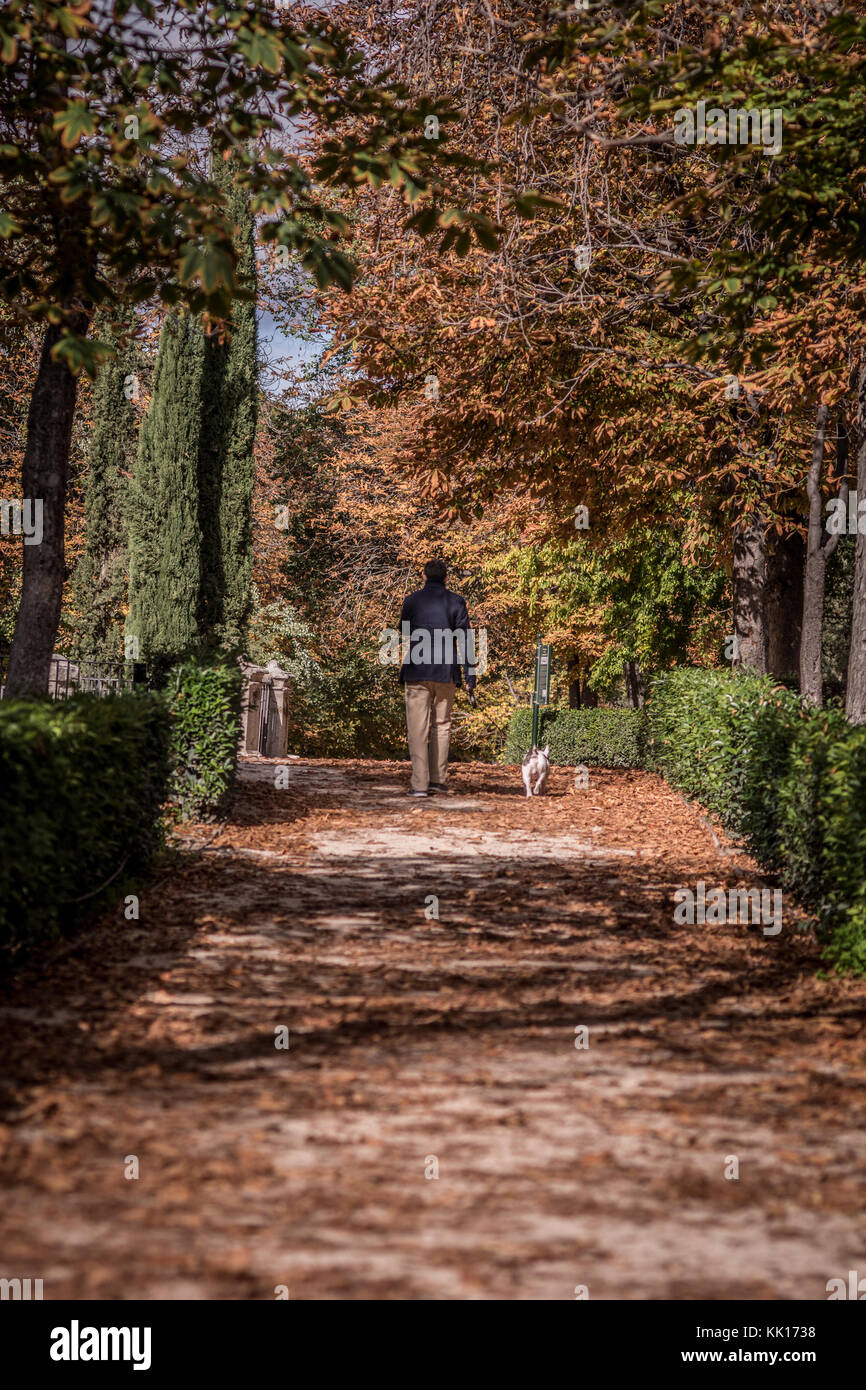 man and dog walking through tree-lined path Stock Photo - Alamy