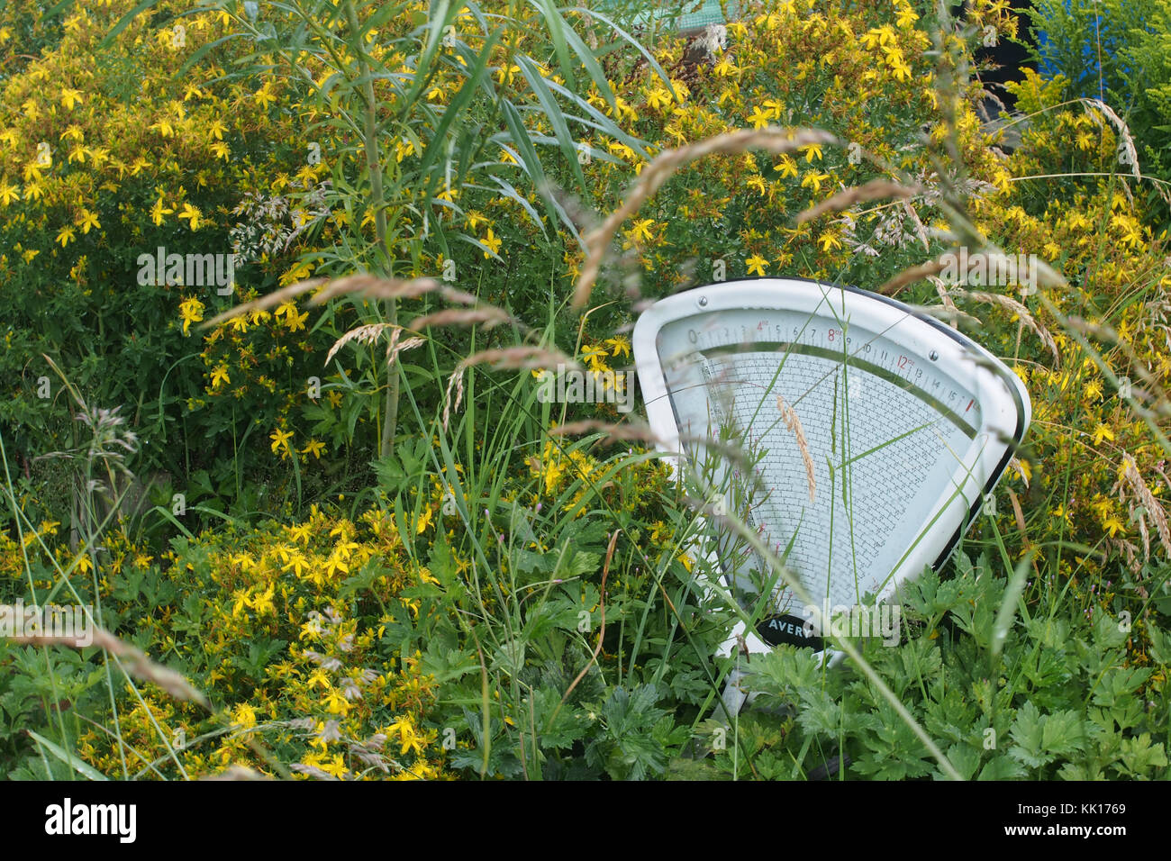 A set of scales on a community allotment for weighing 'pick your own ...