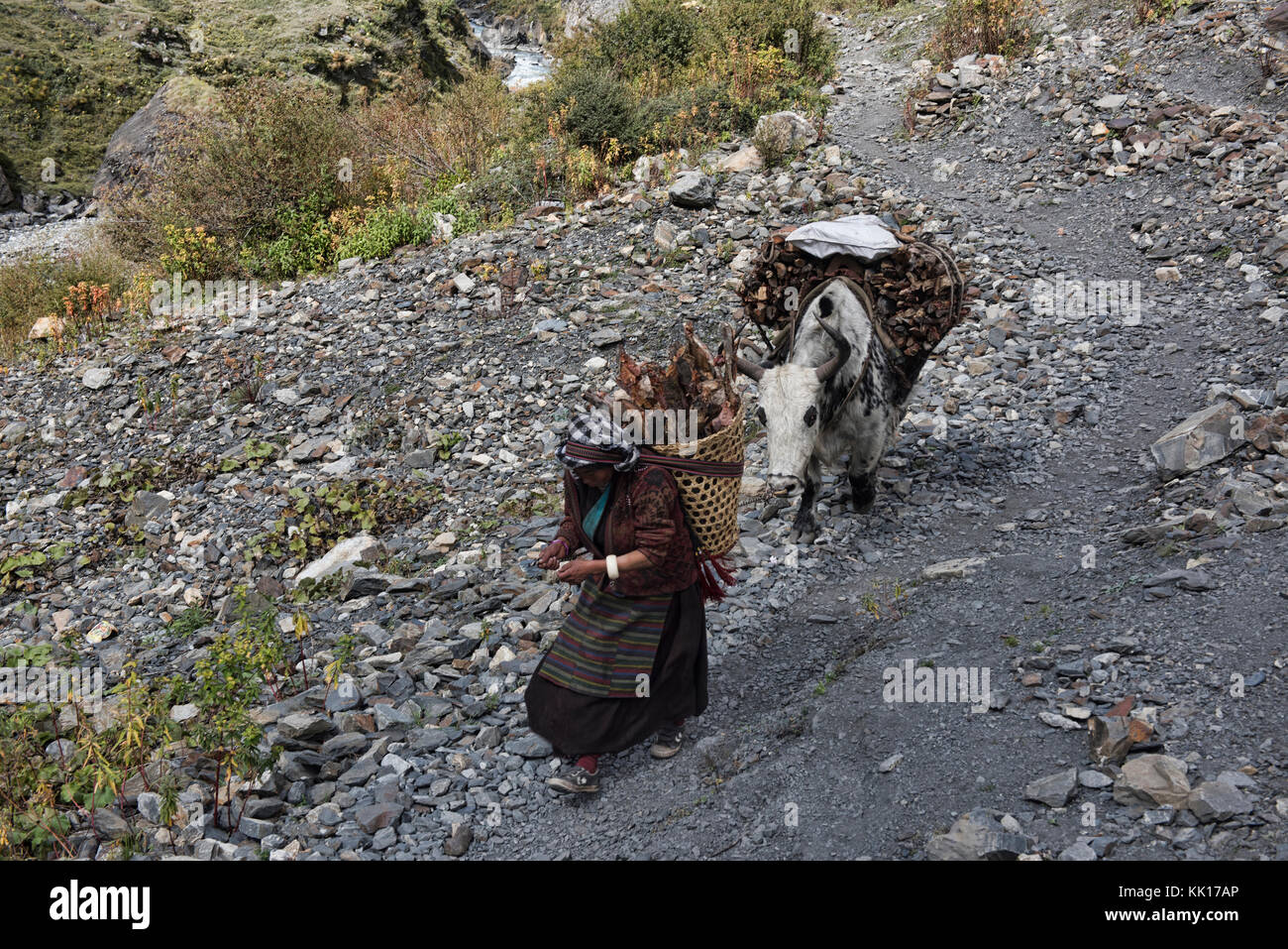 Yak carrying load hi-res stock photography and images - Alamy
