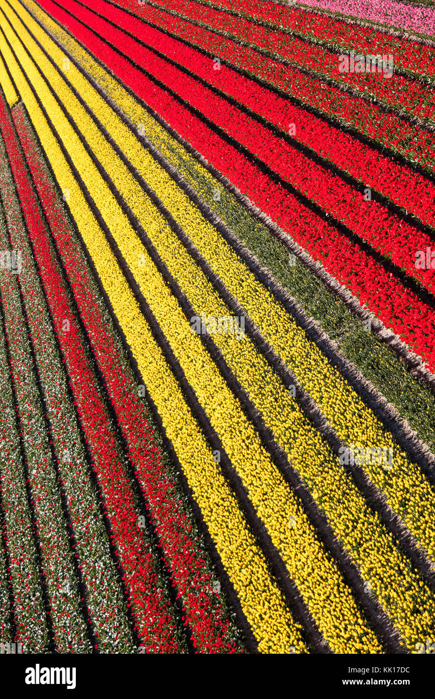 Aerial view of the tulip fields in North Holland, The Netherlands Stock ...