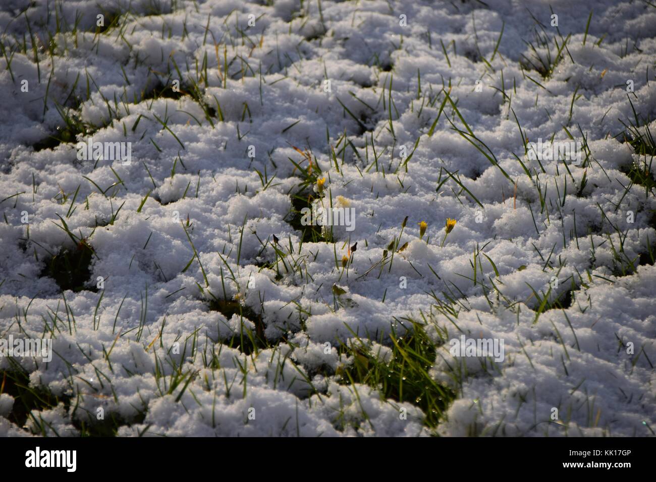 beautiful winter mood, grass looking through fresh snow Stock Photo - Alamy