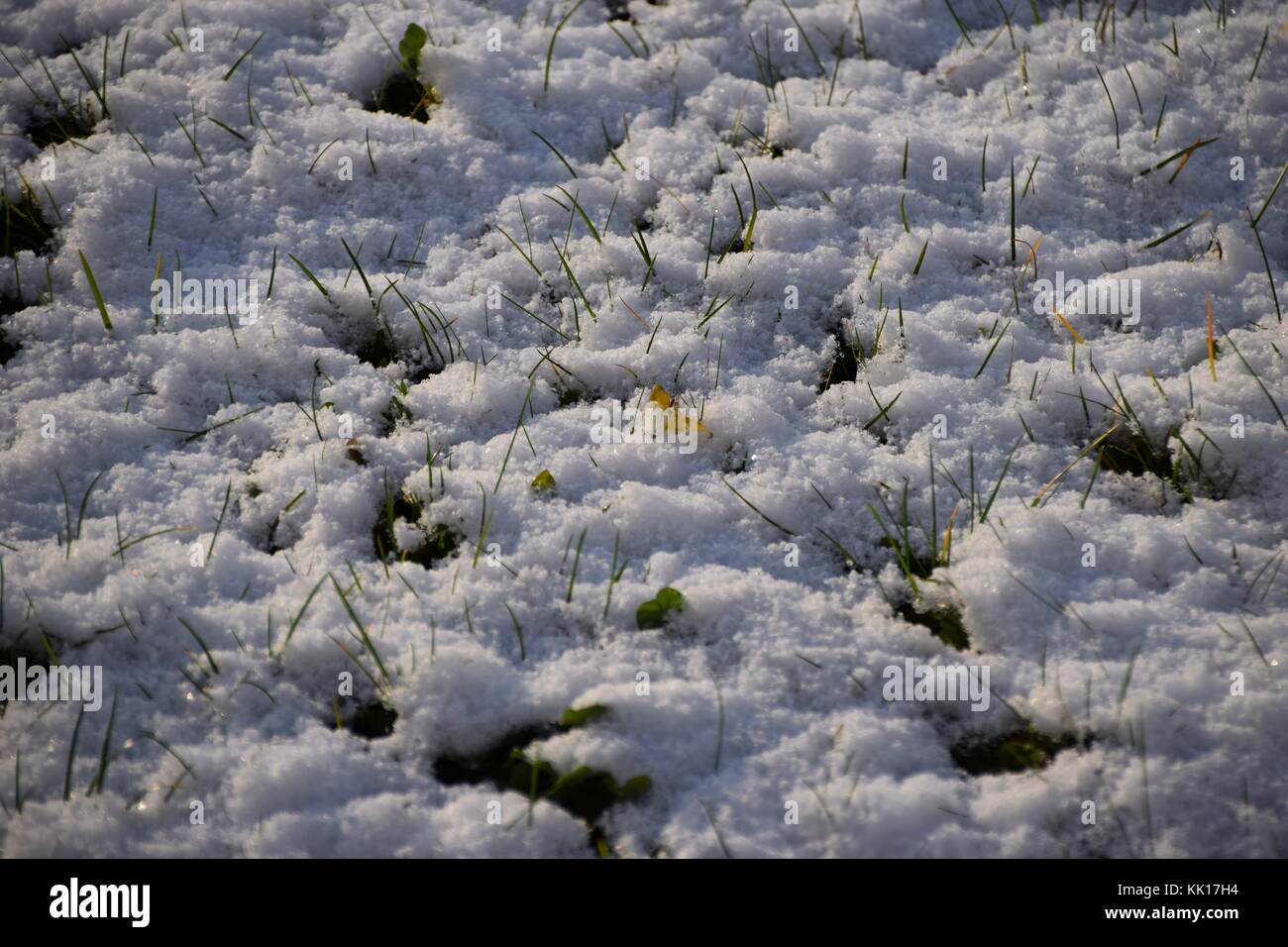 melting snow on green grass close up, between winter and spring concept ...