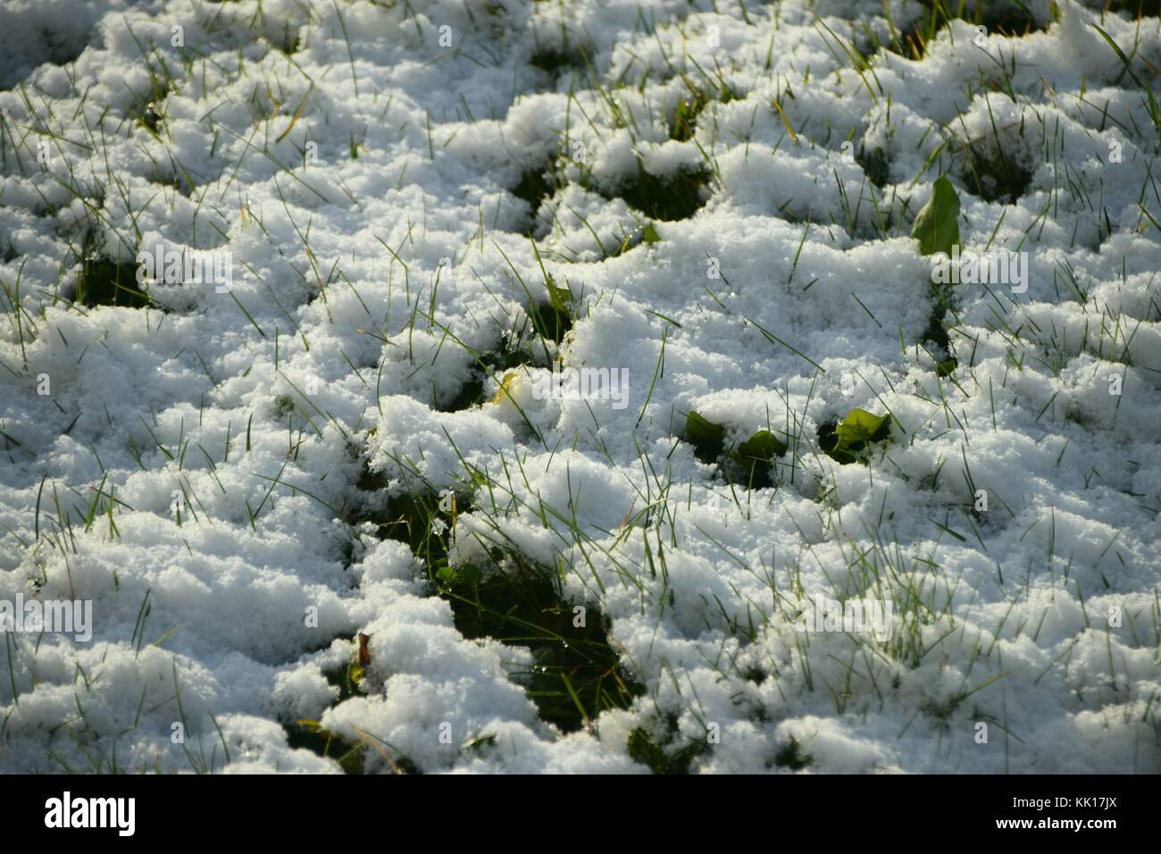 green grass in the fresh snow Stock Photo - Alamy