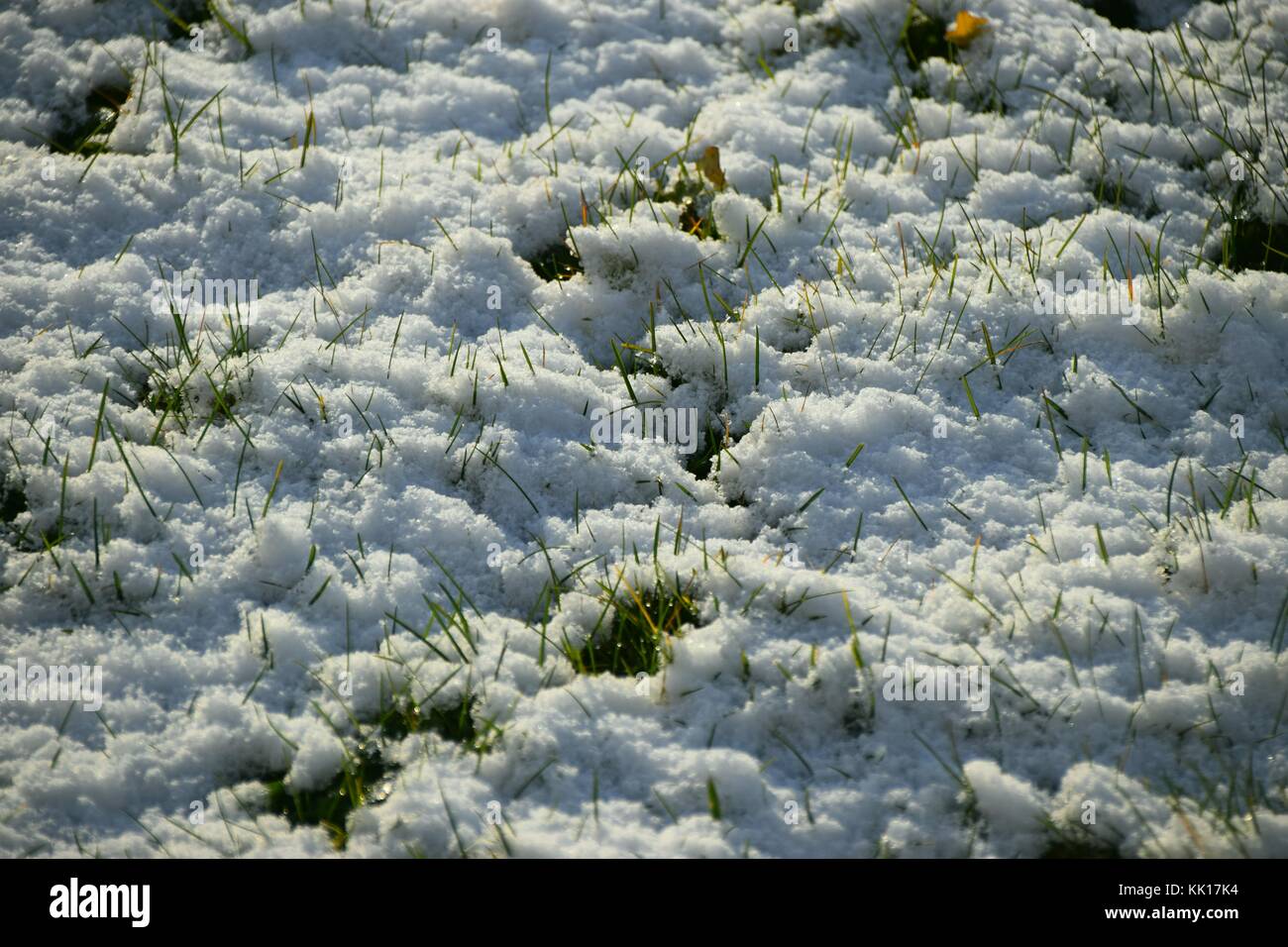 grass looking through fresh snow, melting snow in the sunshine Stock ...
