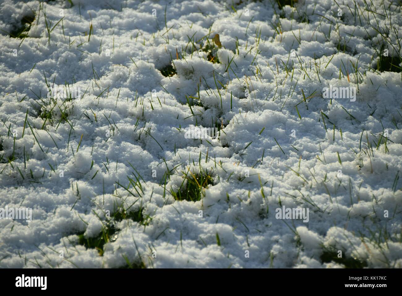 green grass in the fresh snow Stock Photo - Alamy