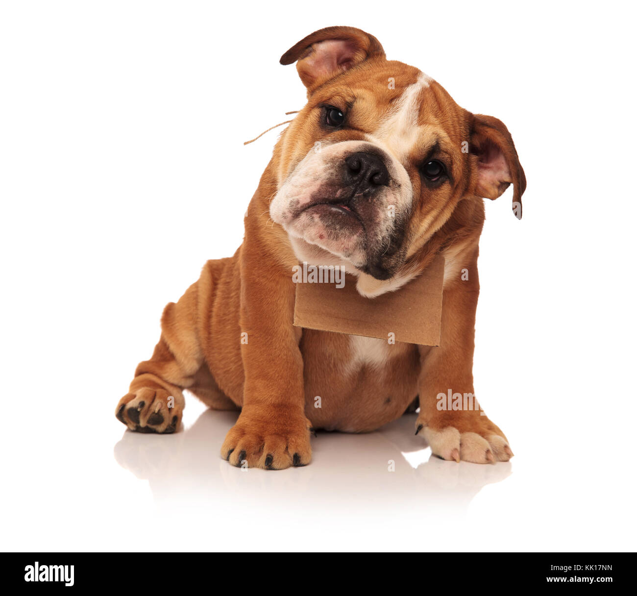 adorable little english bulldog puppy dog with a message card at its ...