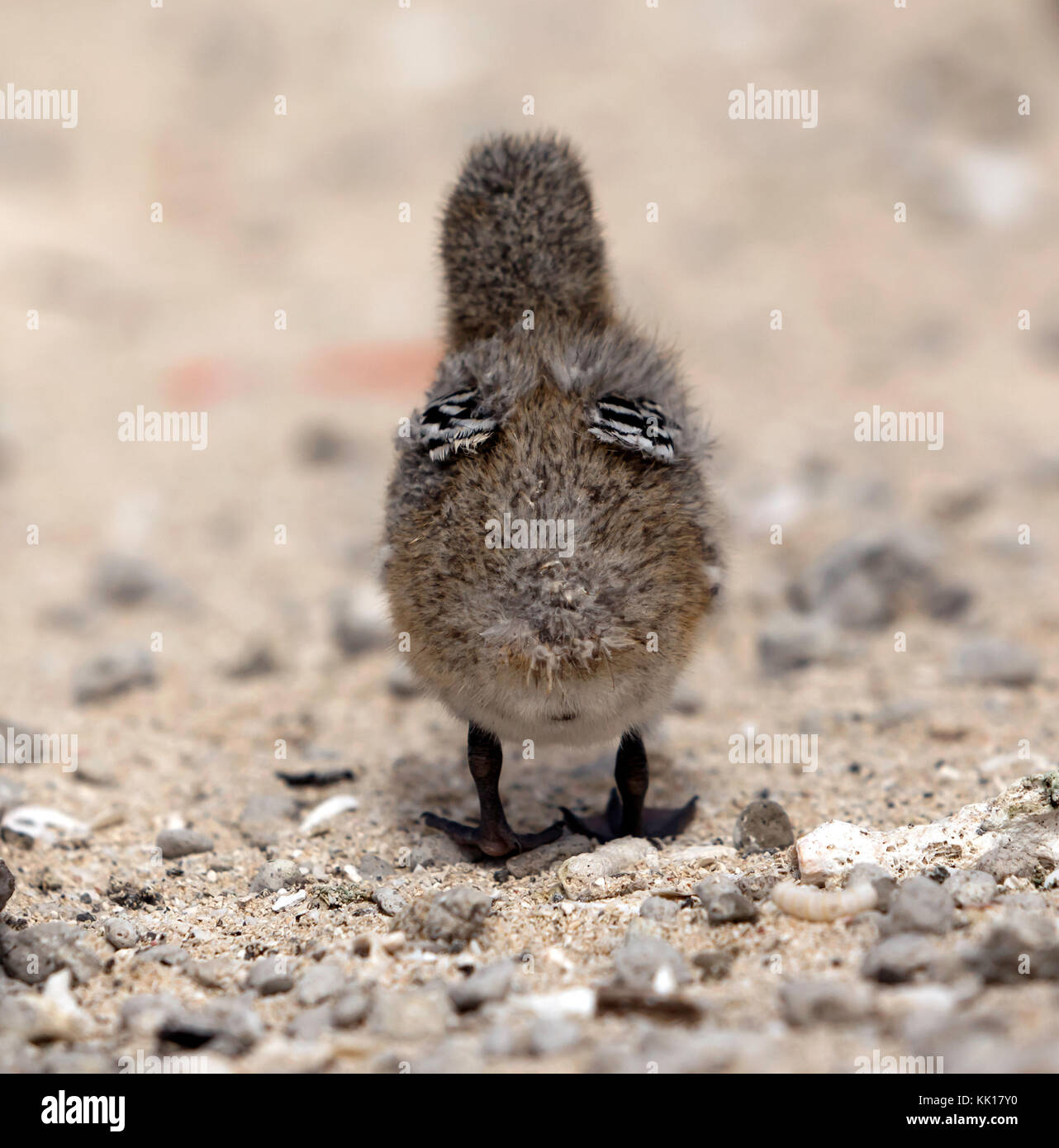 Rear view of a single Sooty Turn Chick on Michaelmas Cay, Queensland ...