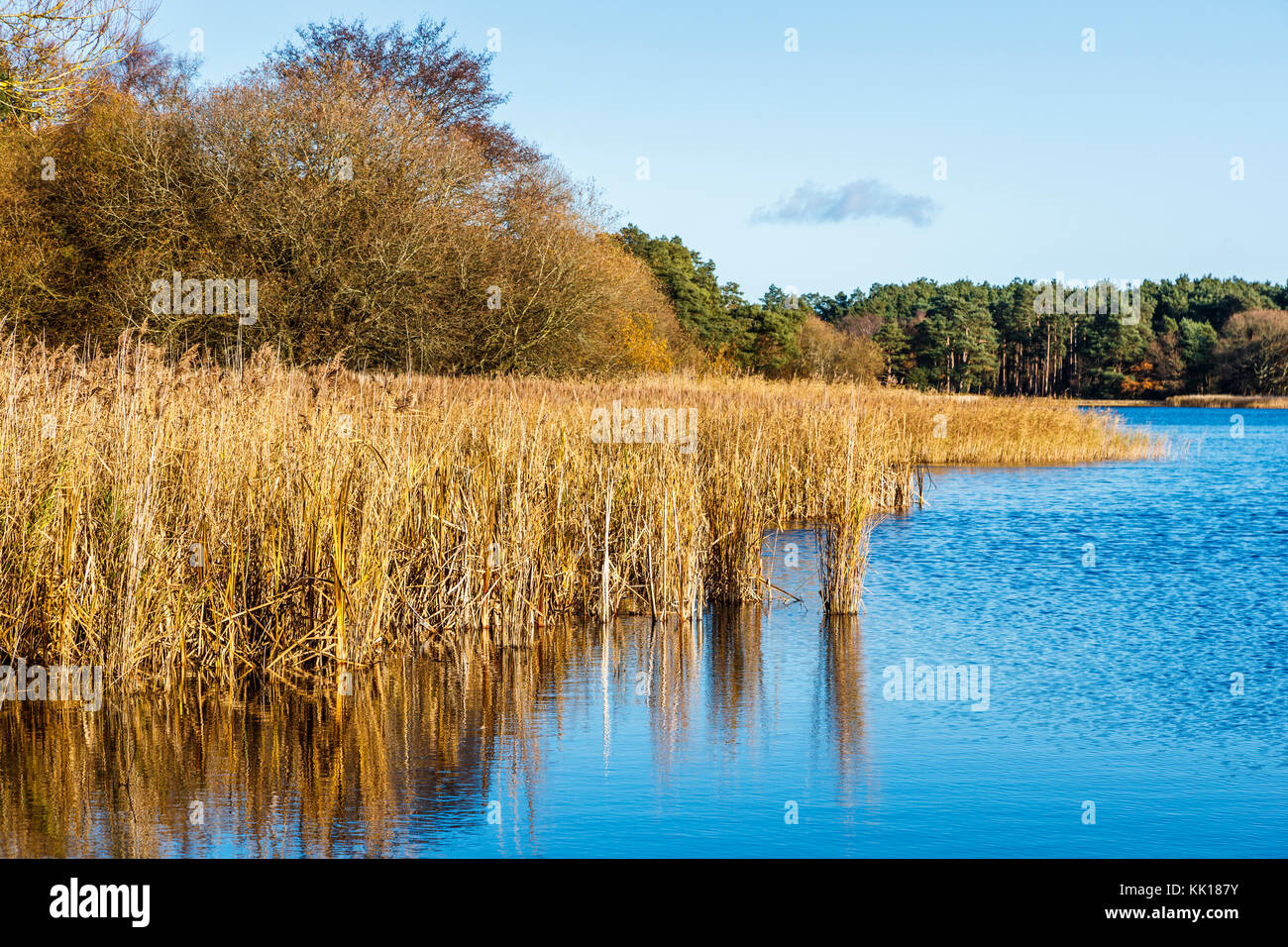 View of reeds on the lakeside at Frensham Little Pond, Farnham, Surrey ...